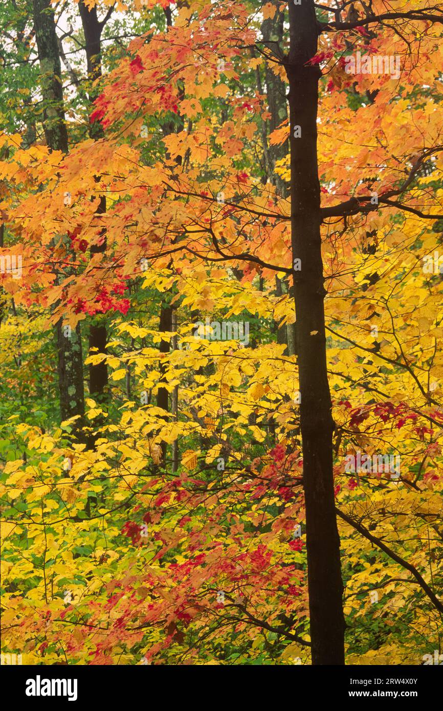 Mohawk trail state forest hi-res stock photography and images - Alamy