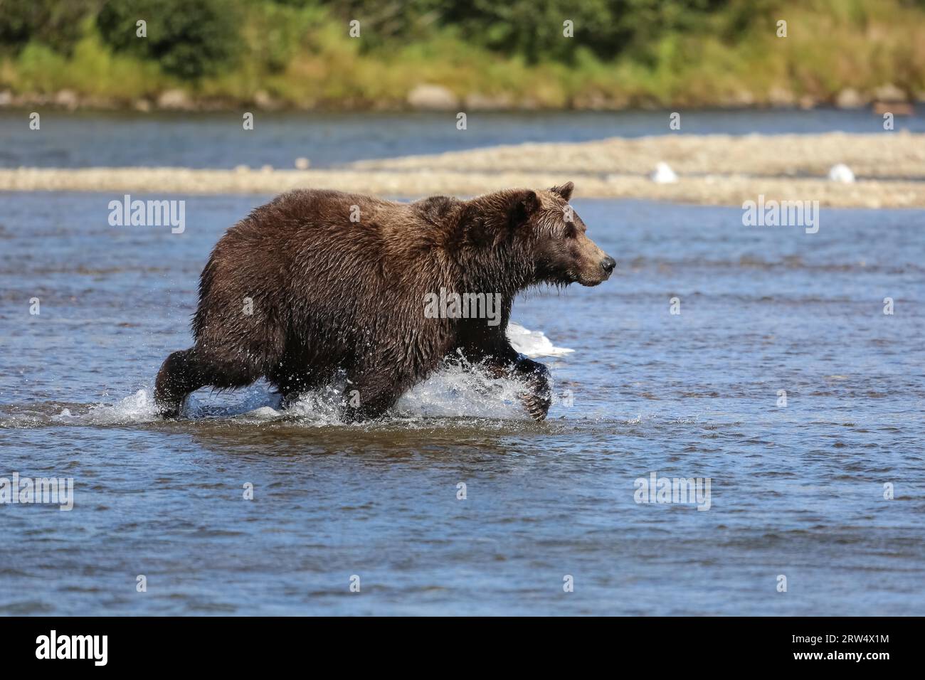 Alaskan brown bear (grizzly bear) running through the river bed chasing ...
