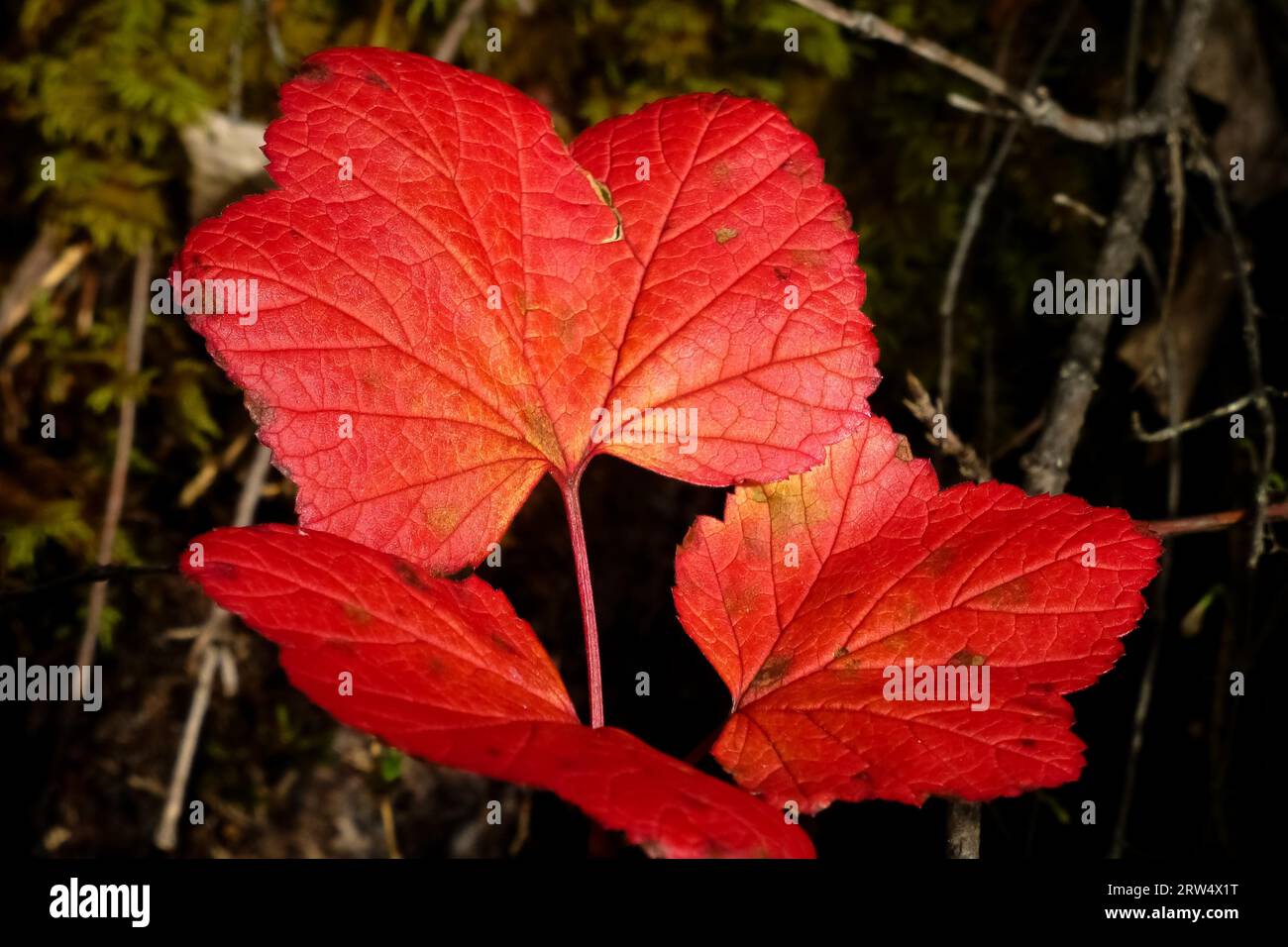 Beautiful fiery leaves, fall in Alaska Stock Photo - Alamy