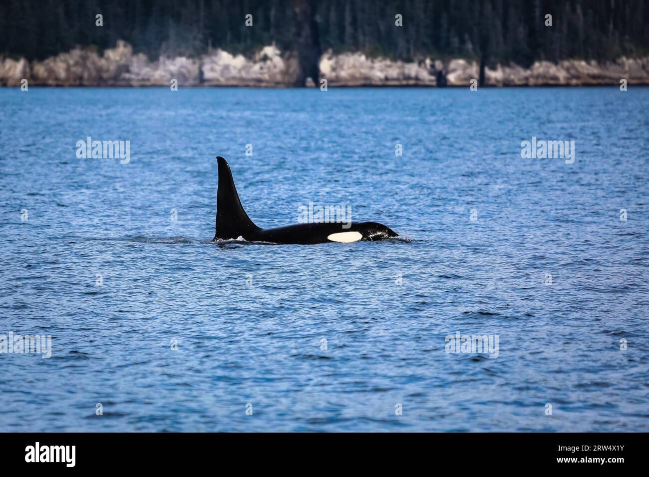 Orca swimming on the water surface, Kenai Fjords National Park, Alaska ...