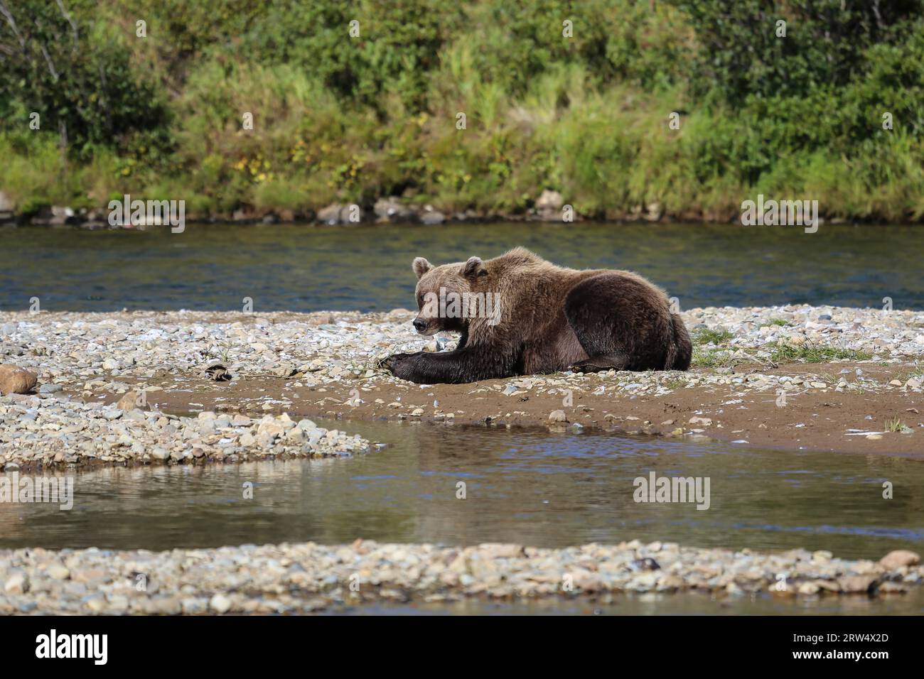 Alaskan brown bear (grizzly bear) resting on the riverbank, Moraine ...