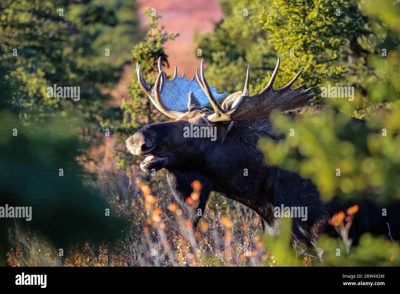 Profile of an impressive male Moose with open mouth in the late ...