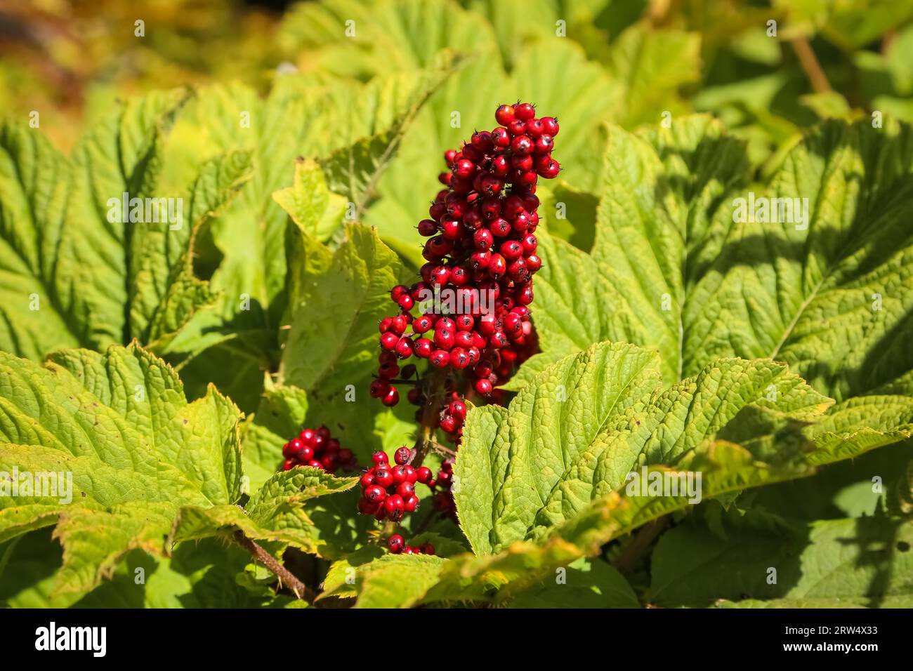 Bunch of wild red berries within green leaves, Grewingk glacier lake ...