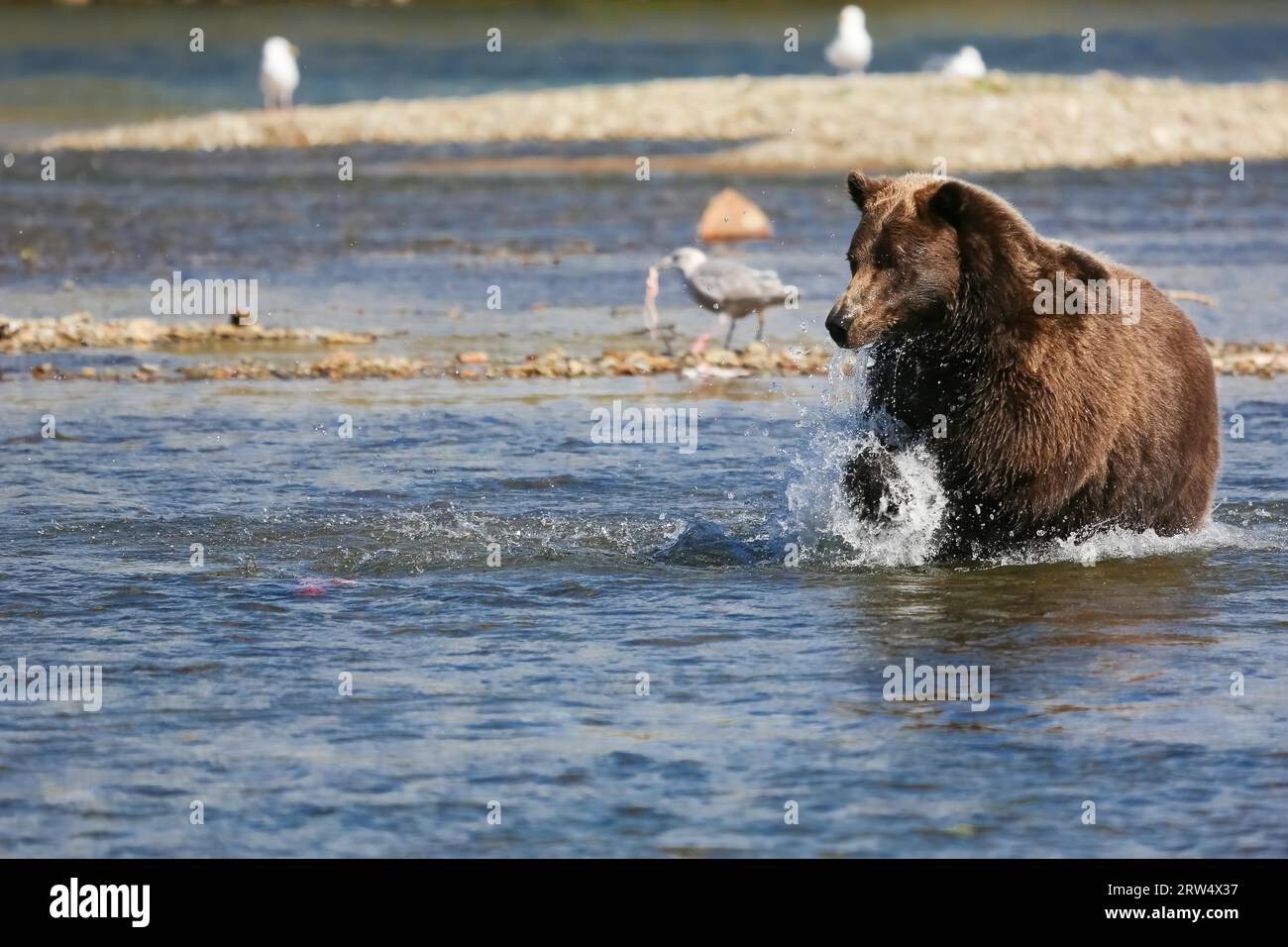 Alaskan brown bear (grizzly bear) fishing for Sockeye salmon, seagull ...