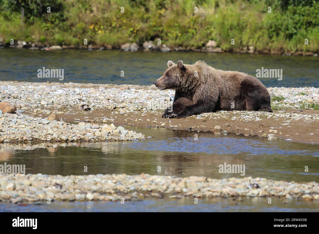 Alaskan brown bear (grizzly bear) resting on the riverbank, Moraine ...