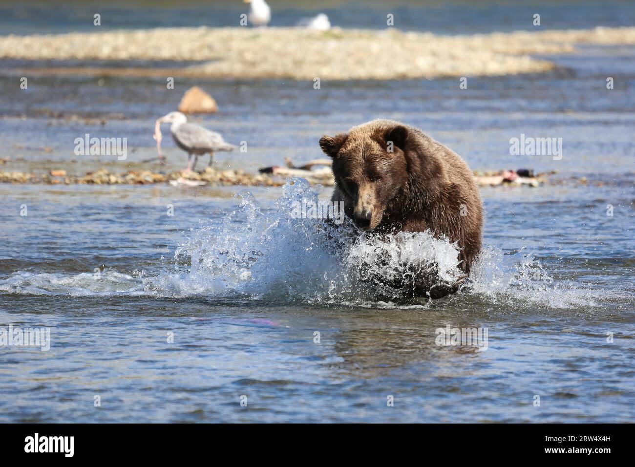 Alaskan brown bear (grizzly bear) fishing for Sockeye salmon, seagull ...
