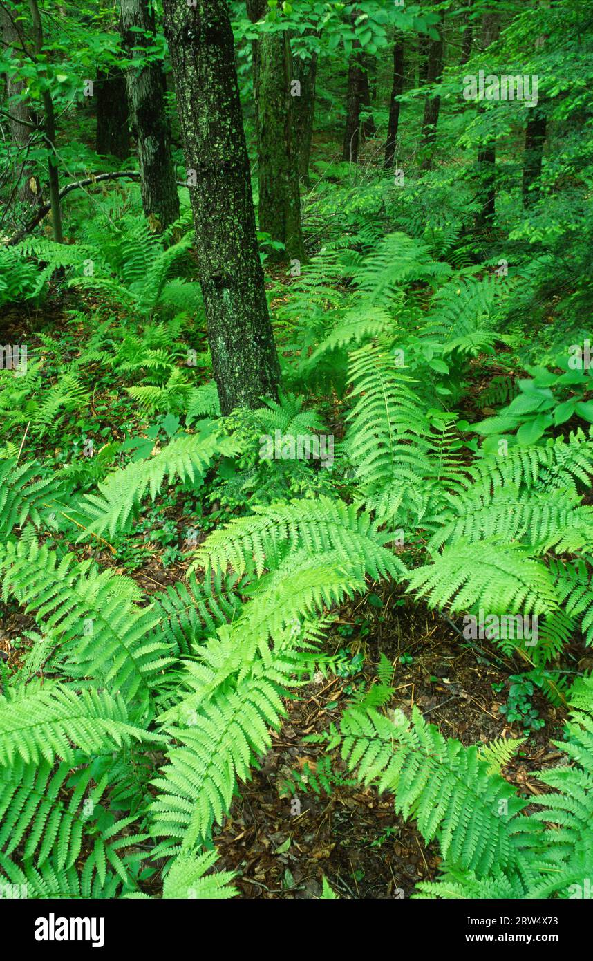 Trunk & ferns, DAR State Forest, Massachusetts Stock Photo - Alamy