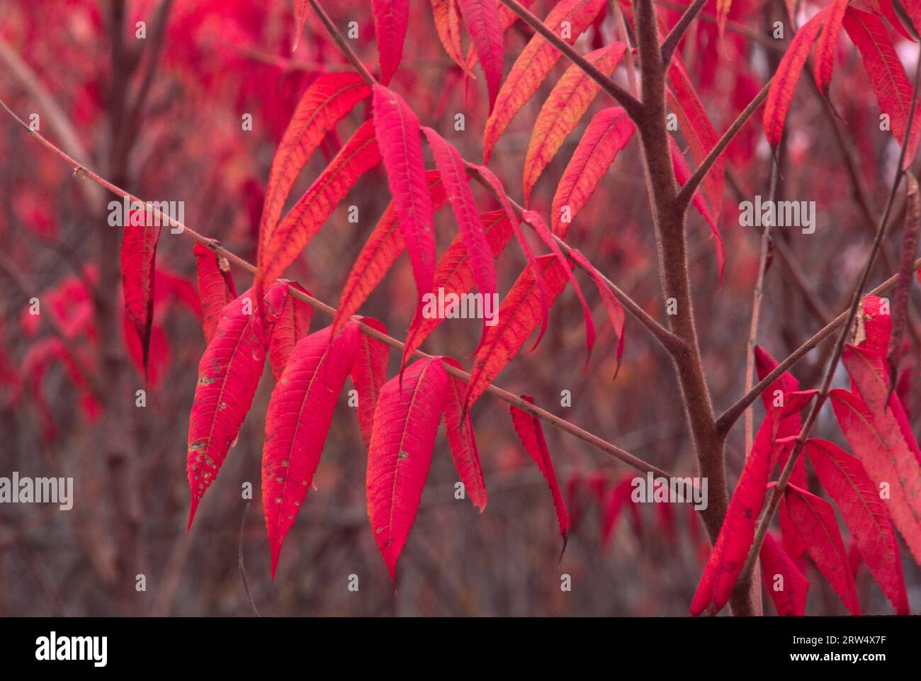Autumn sumac leaves, Norwottuck Rail Trail State Park, Massachusetts ...
