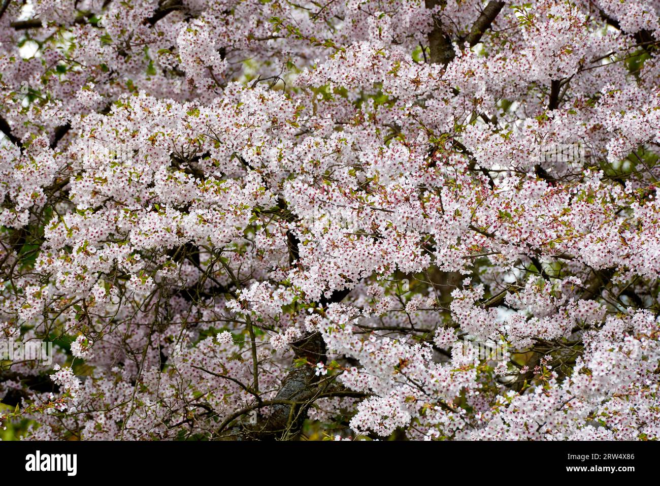 Cherry tree blossoms in april Stock Photo - Alamy