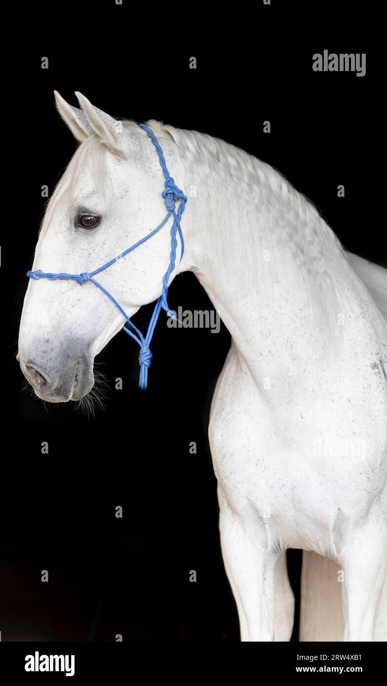 A grey Lusitano wearing a blue rope halter against a black background ...