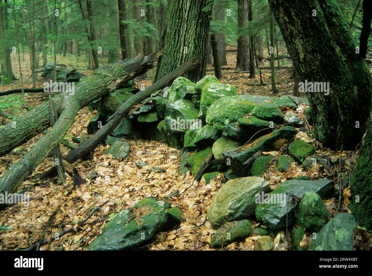 Colonial rock wall, Mohawk Trail State Forest, Massachusetts Stock ...