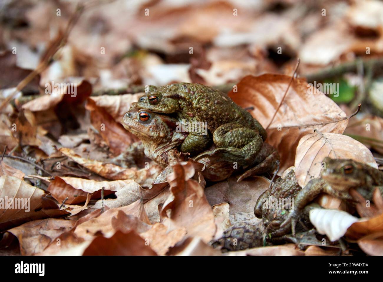 Toad migration to lake in forest Stock Photo - Alamy