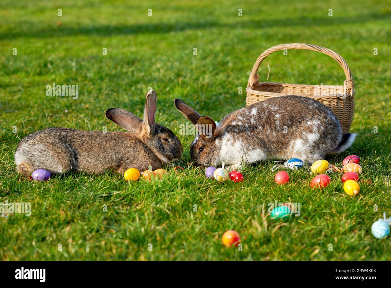 Easter bunny with eggs Stock Photo - Alamy