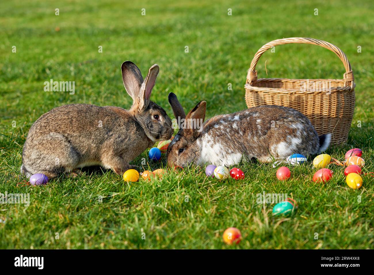 Easter bunny with eggs Stock Photo - Alamy