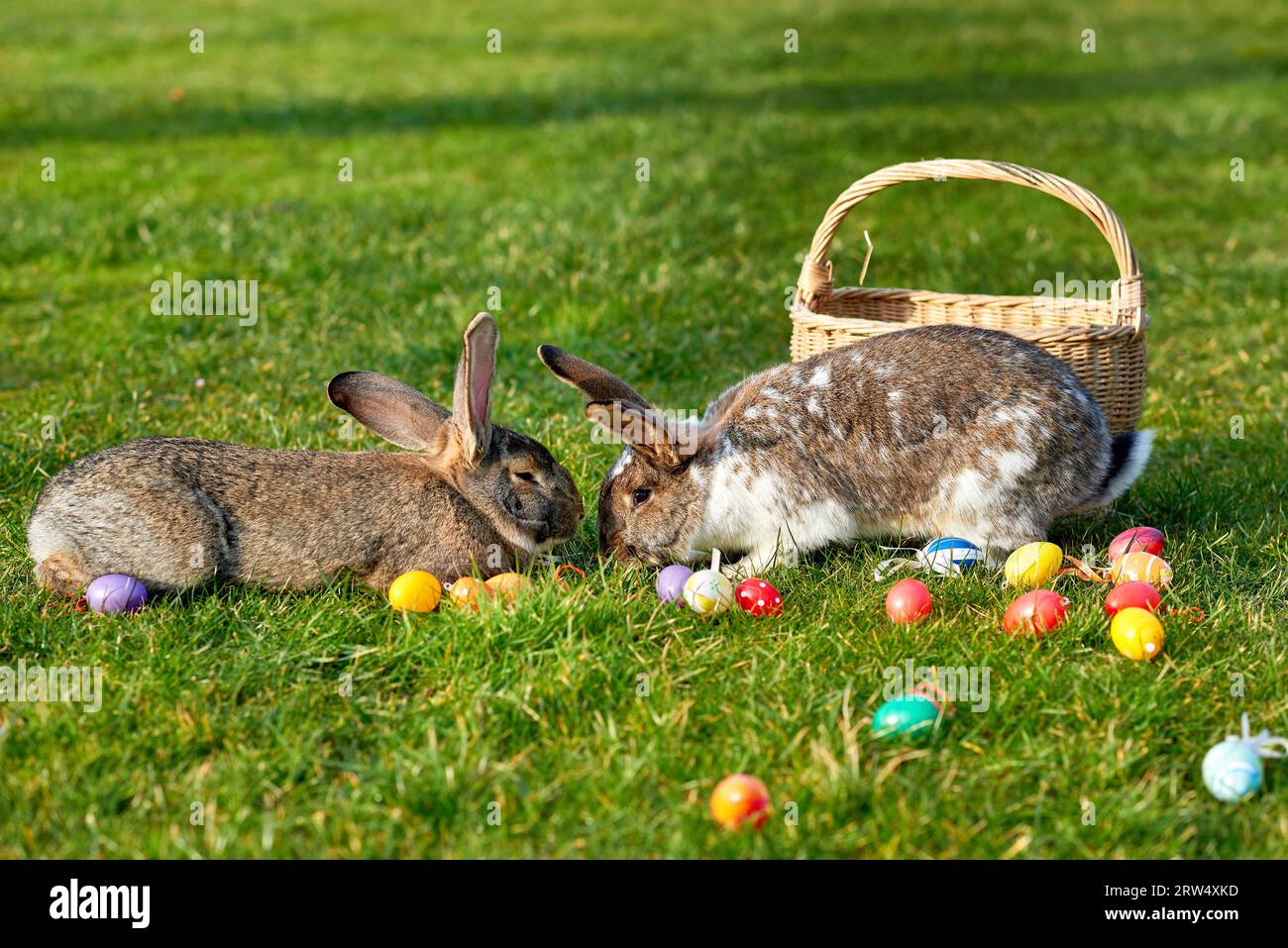 Easter bunny with eggs Stock Photo - Alamy