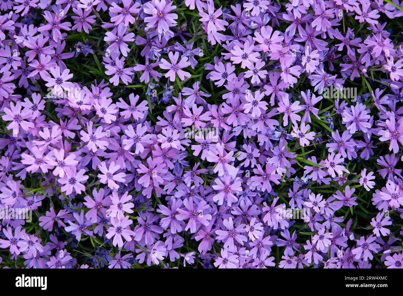 Colorful small garden flowers background Stock Photo - Alamy