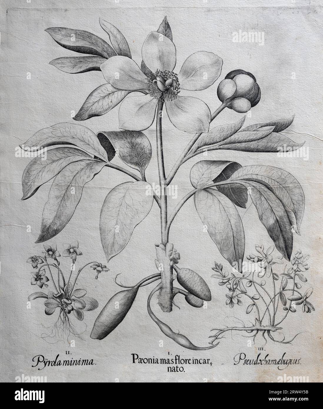 Wild peony (Paeonia Mascula), copperplate engraving by Basilius Besler ...