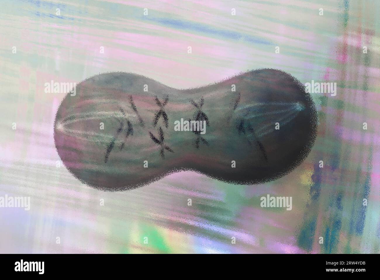 Cell division is a core biological process that ensures the growth and ...