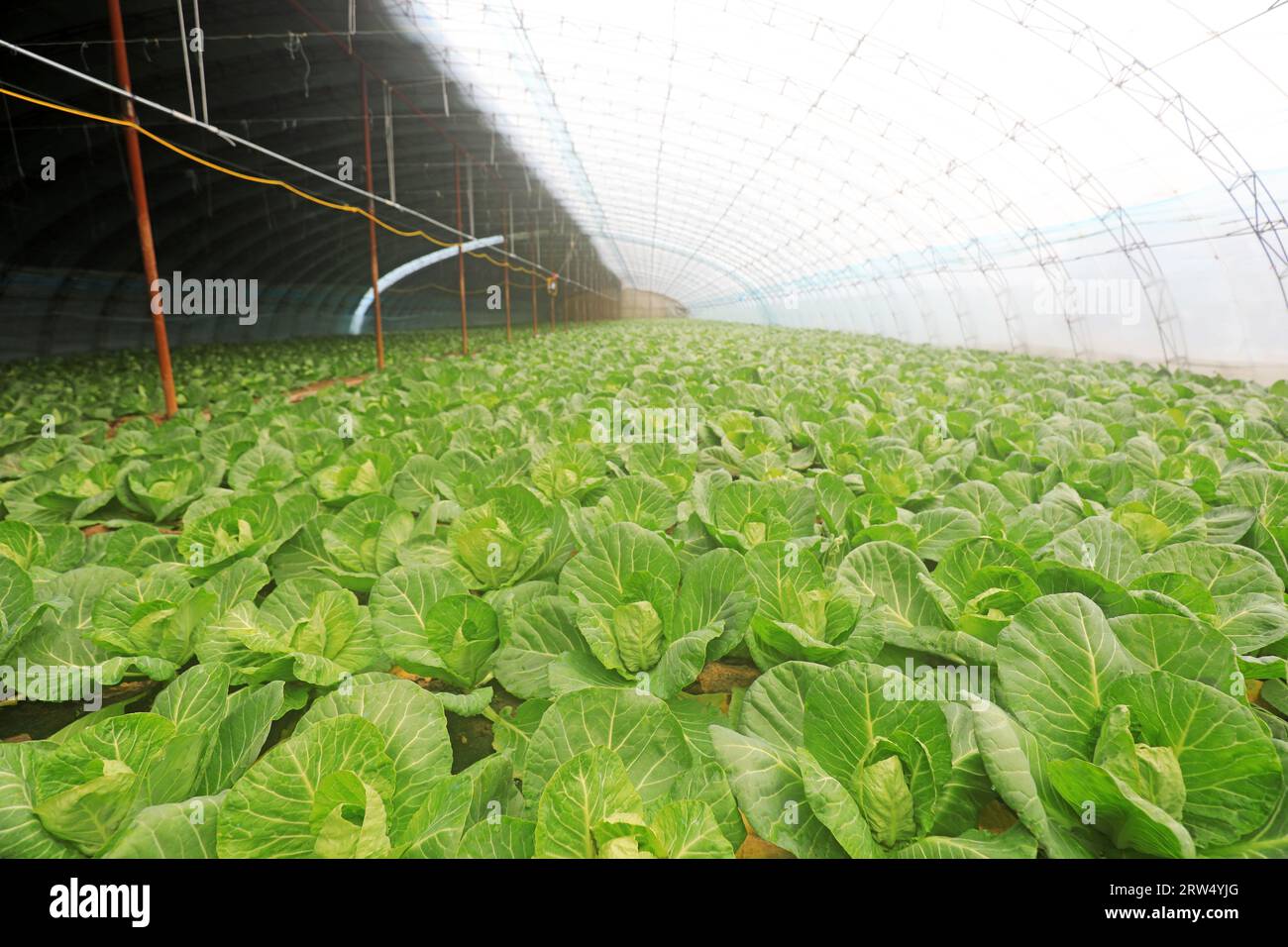 Exuberant plant growth hi-res stock photography and images - Alamy