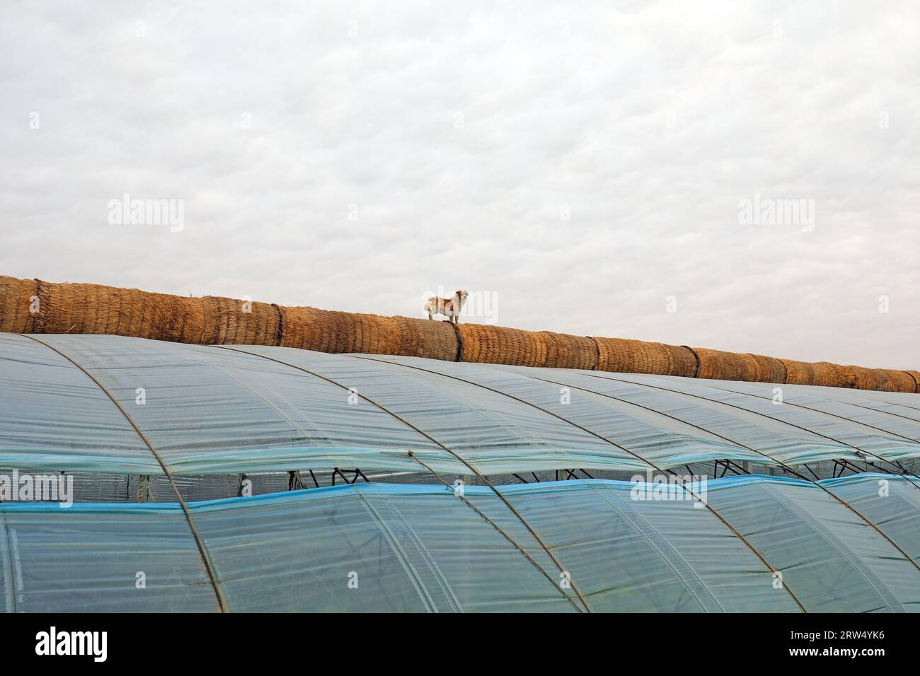Grass curtain hi-res stock photography and images - Alamy