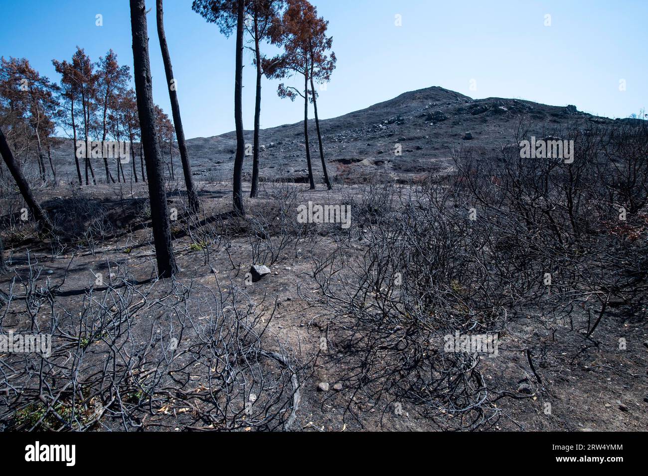 Banished land, trees, shrubs, fire, forest fire 2023 Mountain village ...