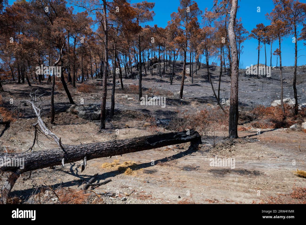 Banished land, trees, shrubs, fire, forest fire 2023 Mountain village ...