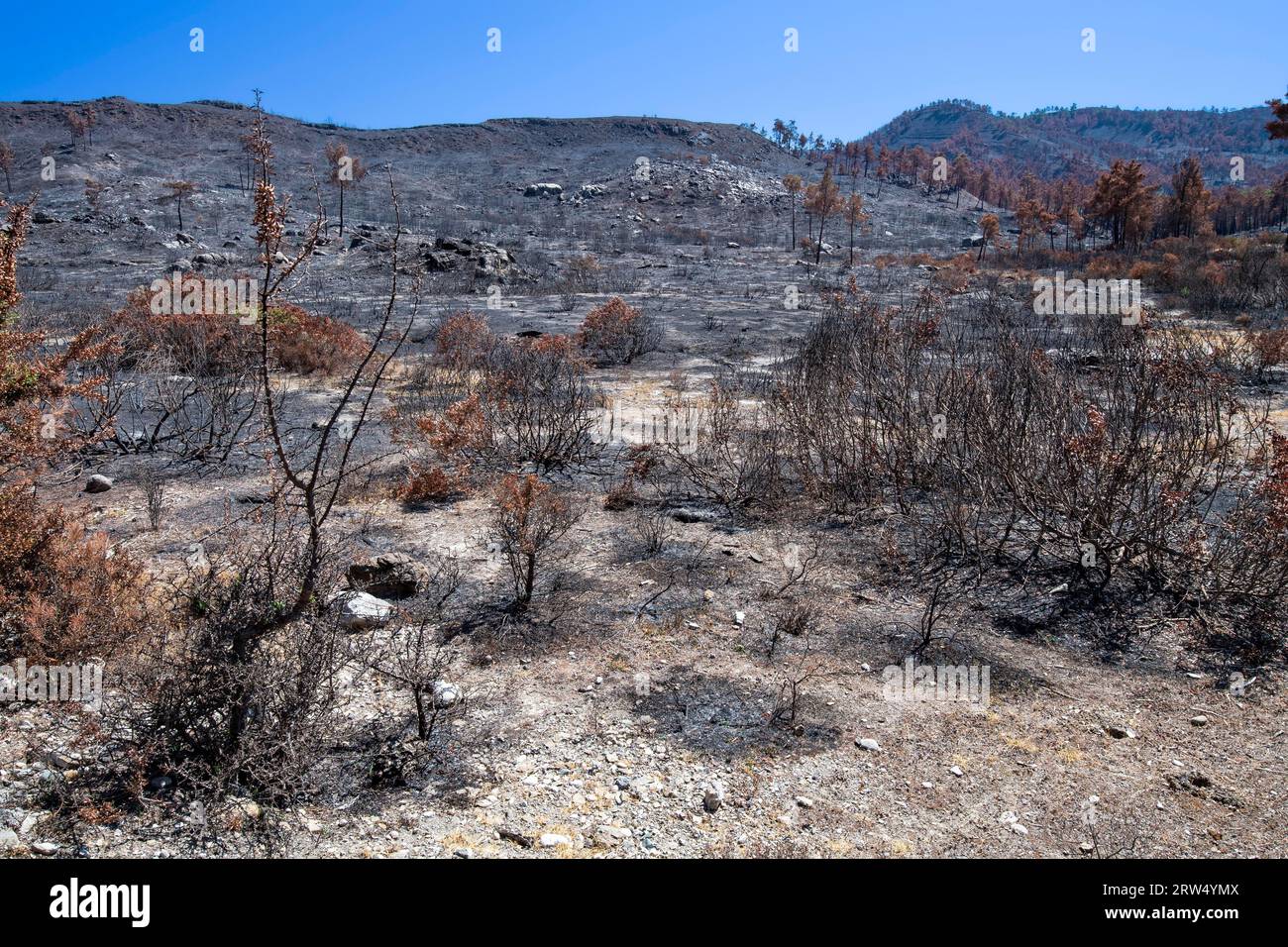 Banished land, trees, shrubs, fire, forest fire 2023 Mountain village ...