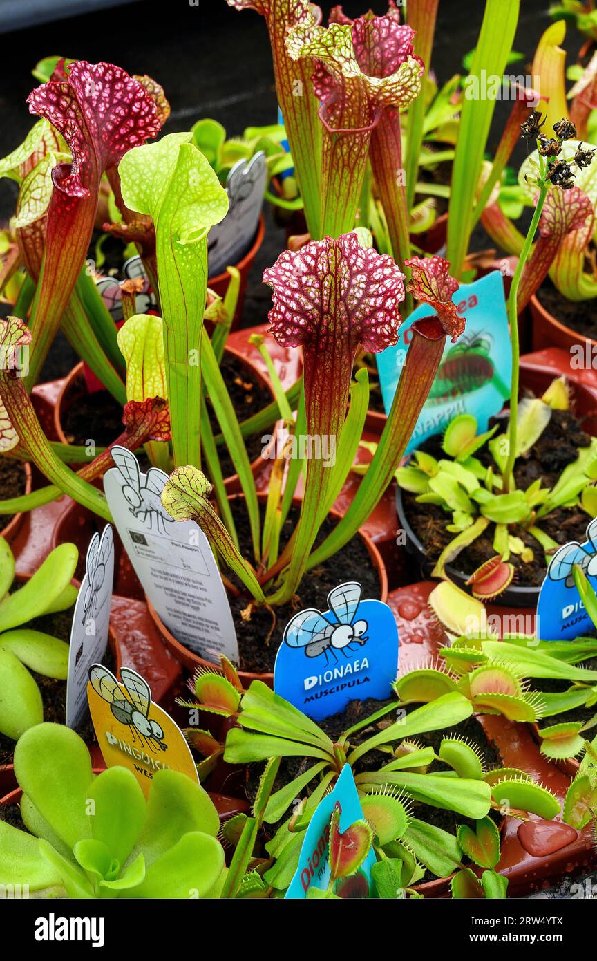 Venus flytraps (Dionaea muscipula), in a garden centre, Allgaeu ...