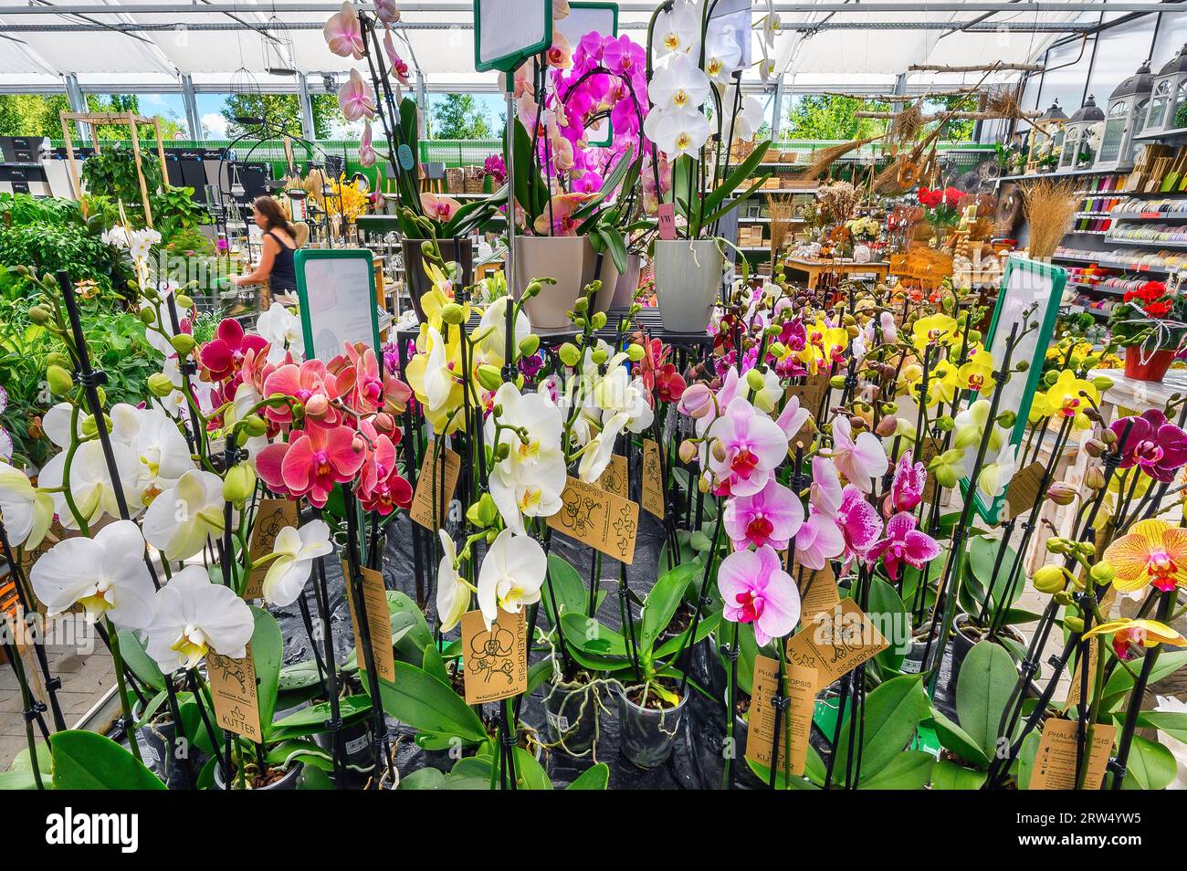 Butterfly orchids (Orchidaceae), Phalaenopsis, in a garden centre ...