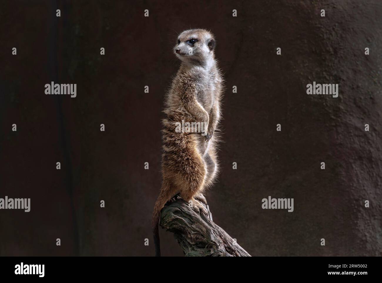The meerkat is a species of mammal in the mongoose family. Meerkats ...