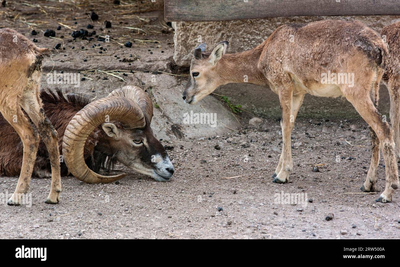Species of sheep hi-res stock photography and images - Alamy