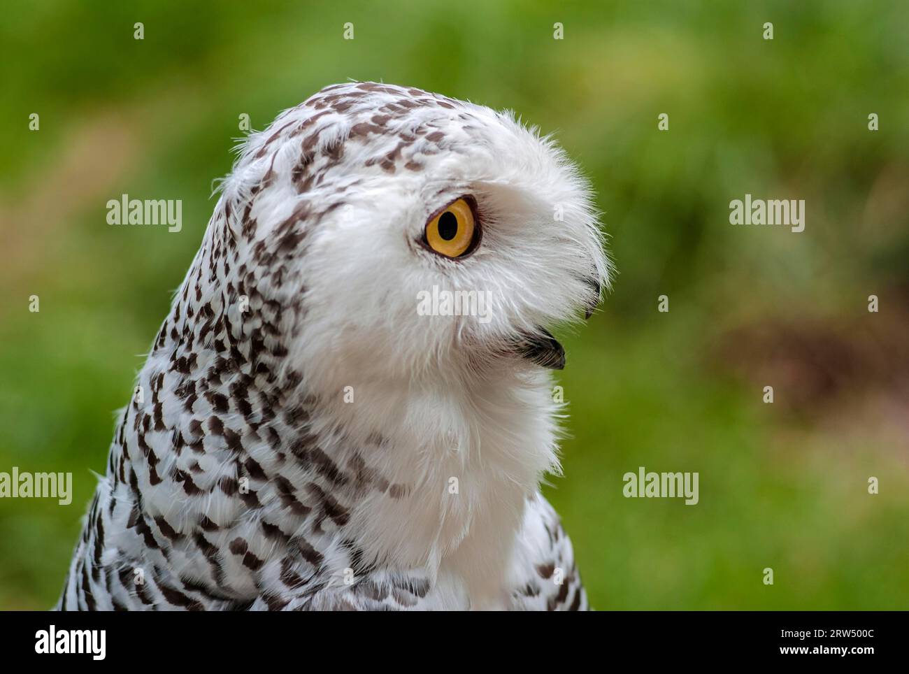 The Snowy Owl is native to the open tundra and breeds in Norway, Sweden ...