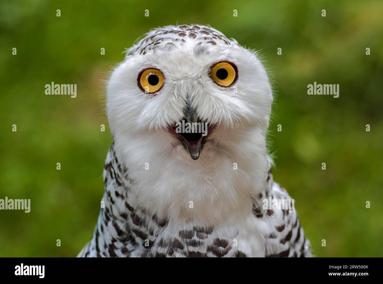 The Snowy Owl is native to the open tundra and breeds in Norway, Sweden ...