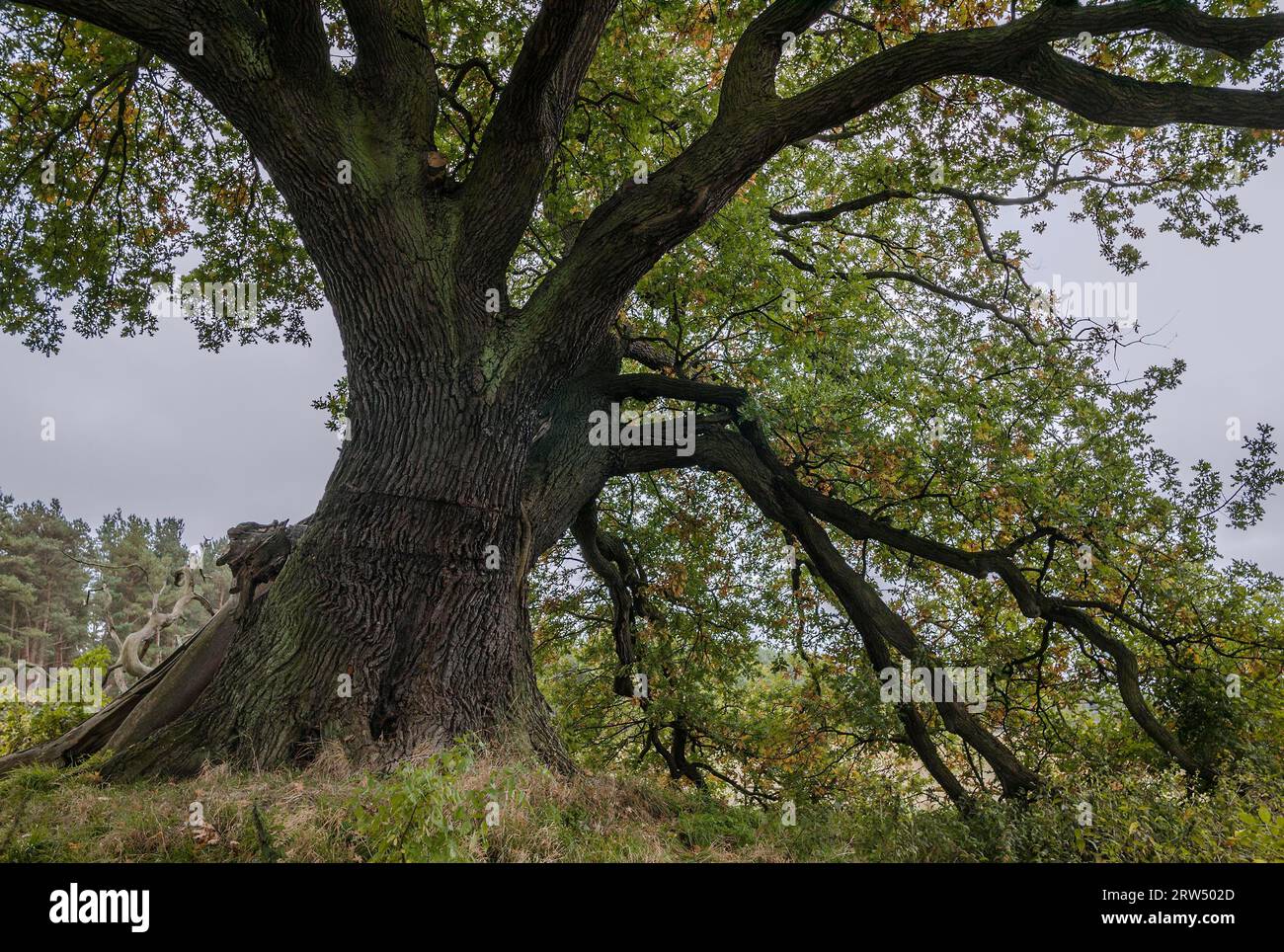 The sock oak near Suckow, which is at least 700 years old, is over 20 m ...