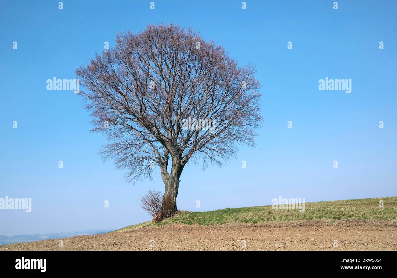 Tree trunk without leaves hi-res stock photography and images - Alamy