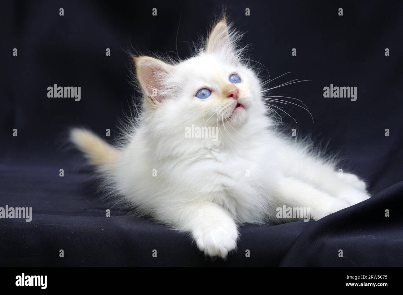 Myanmar baby hi-res stock photography and images - Alamy