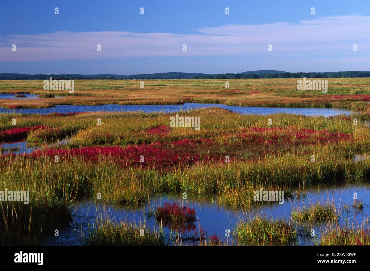 Cranberry marsh, Parker River National Wildlife Refuge, Massachusetts ...