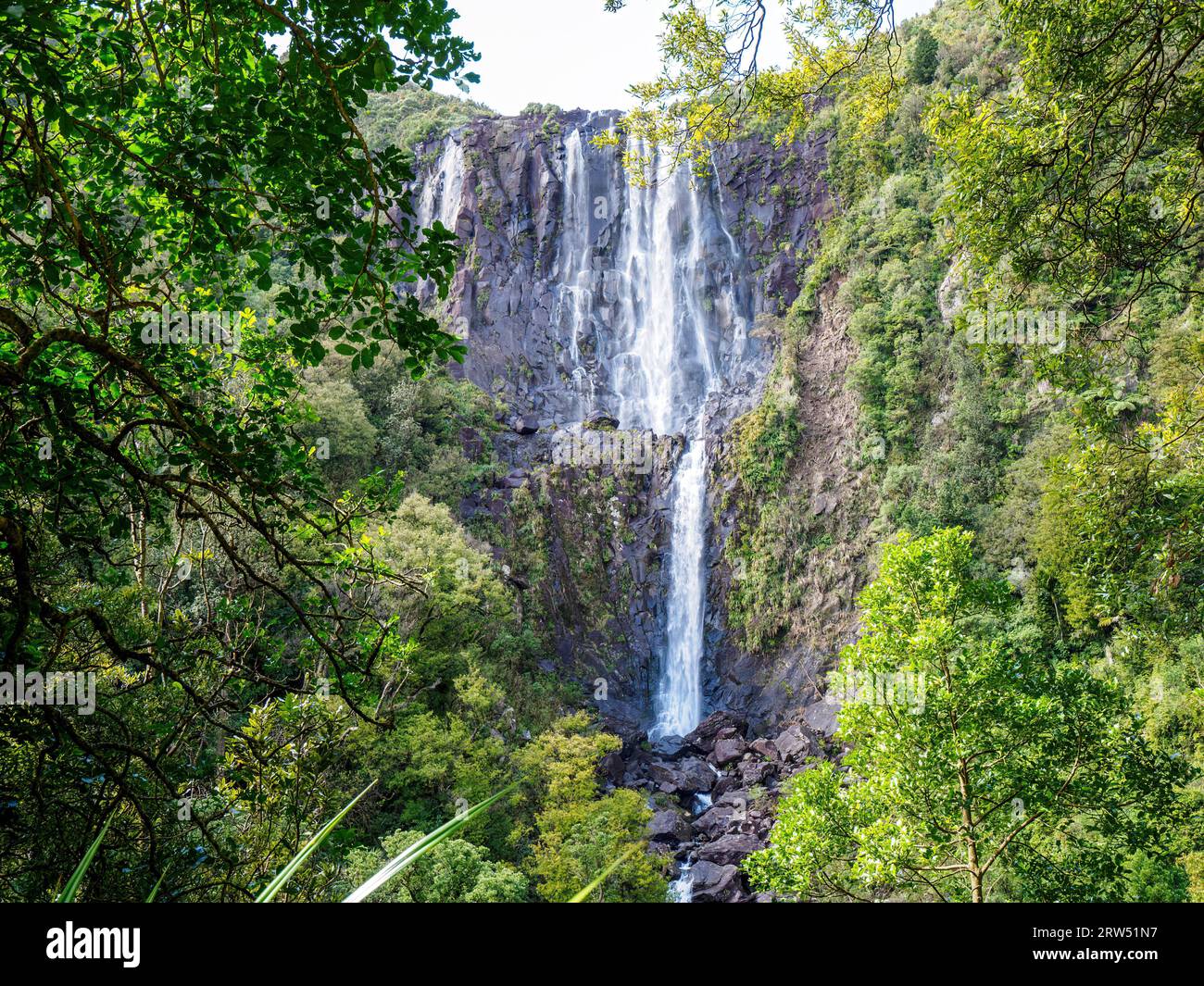 Mamaku hi-res stock photography and images - Alamy