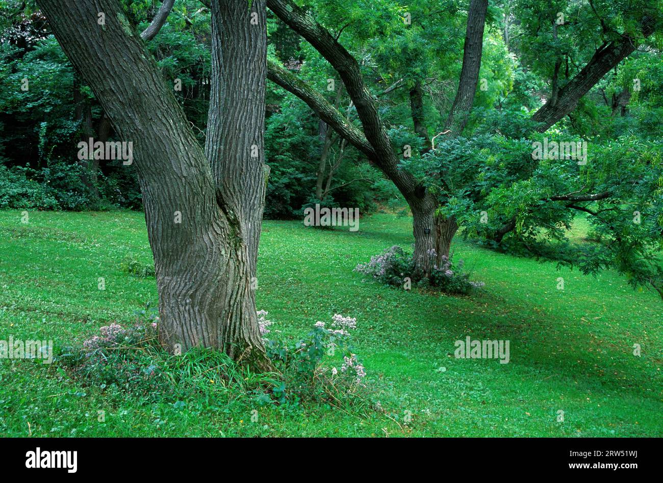 Trees, Arnold Arboretum, Boston, Massachusetts Stock Photo - Alamy
