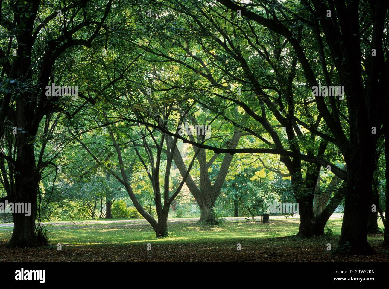 Trees, Arnold Arboretum, Boston, Massachusetts Stock Photo - Alamy