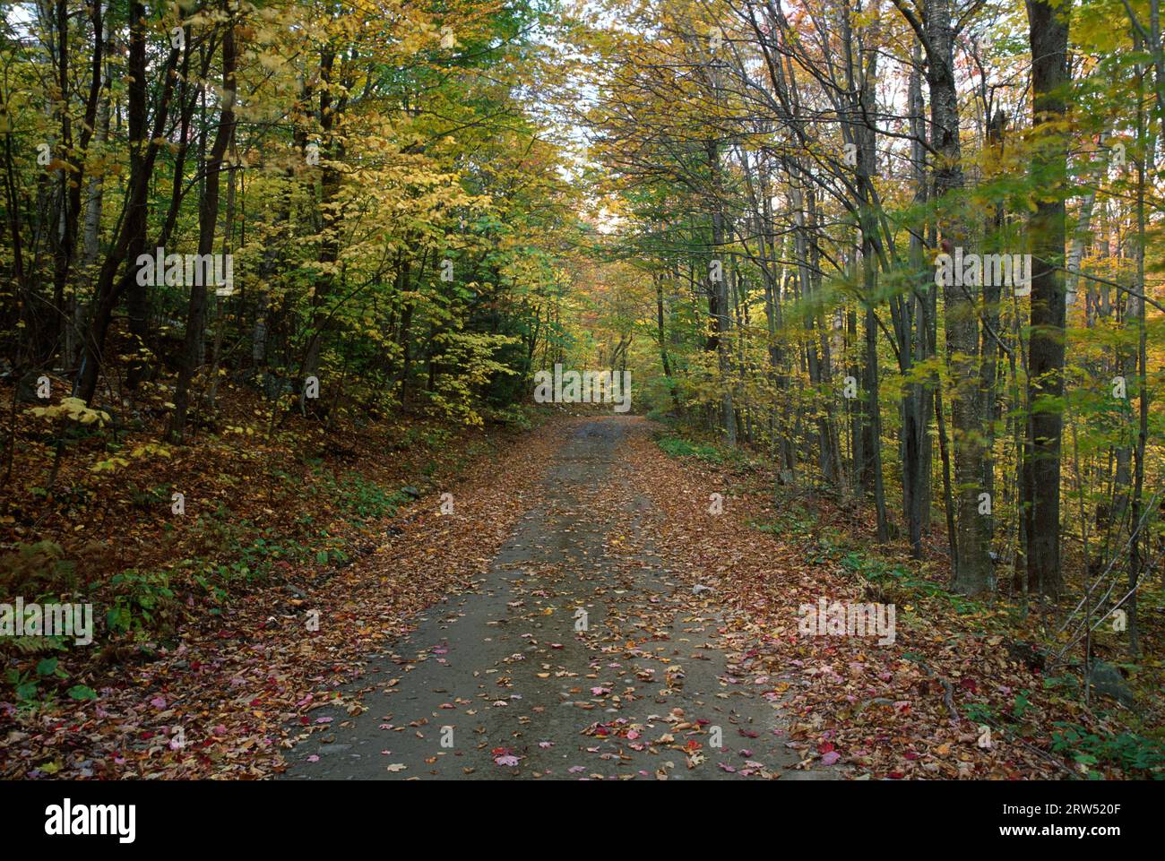 Forest road, Savoy Mountain State Forest, Massachusetts Stock Photo - Alamy