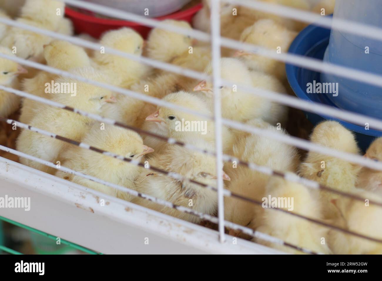 small yellow chicks in chicken farm Stock Photo - Alamy