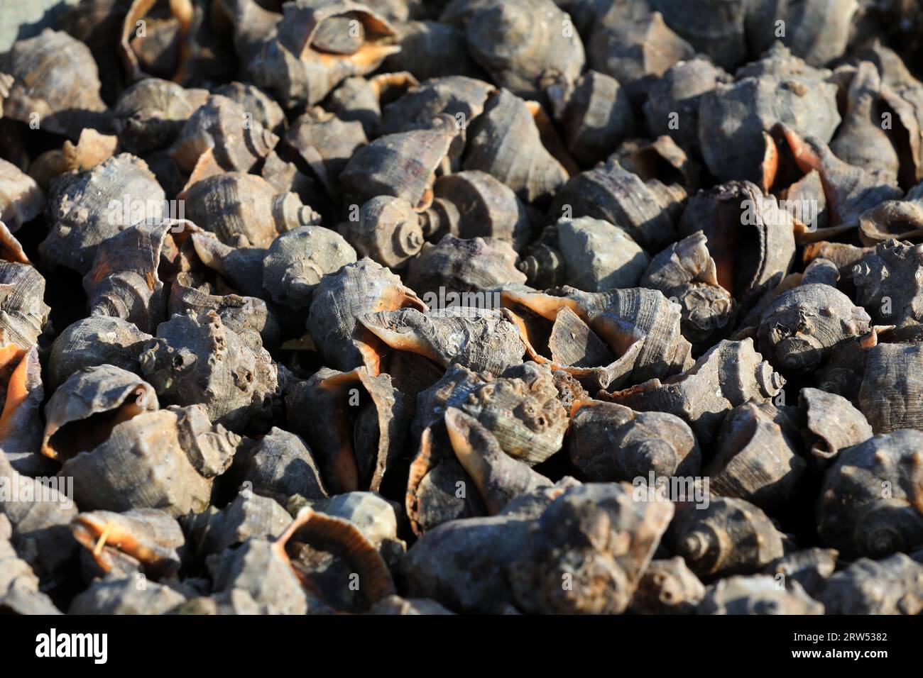 Conch fishing hi-res stock photography and images - Alamy