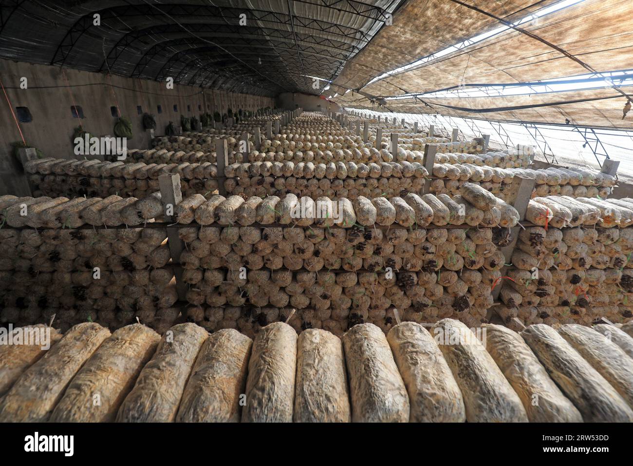 Mushroom sticks in the greenhouse, North China Stock Photo - Alamy