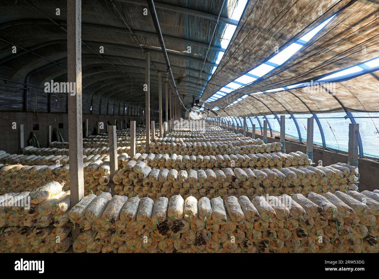 Mushroom sticks in the greenhouse, North China Stock Photo - Alamy