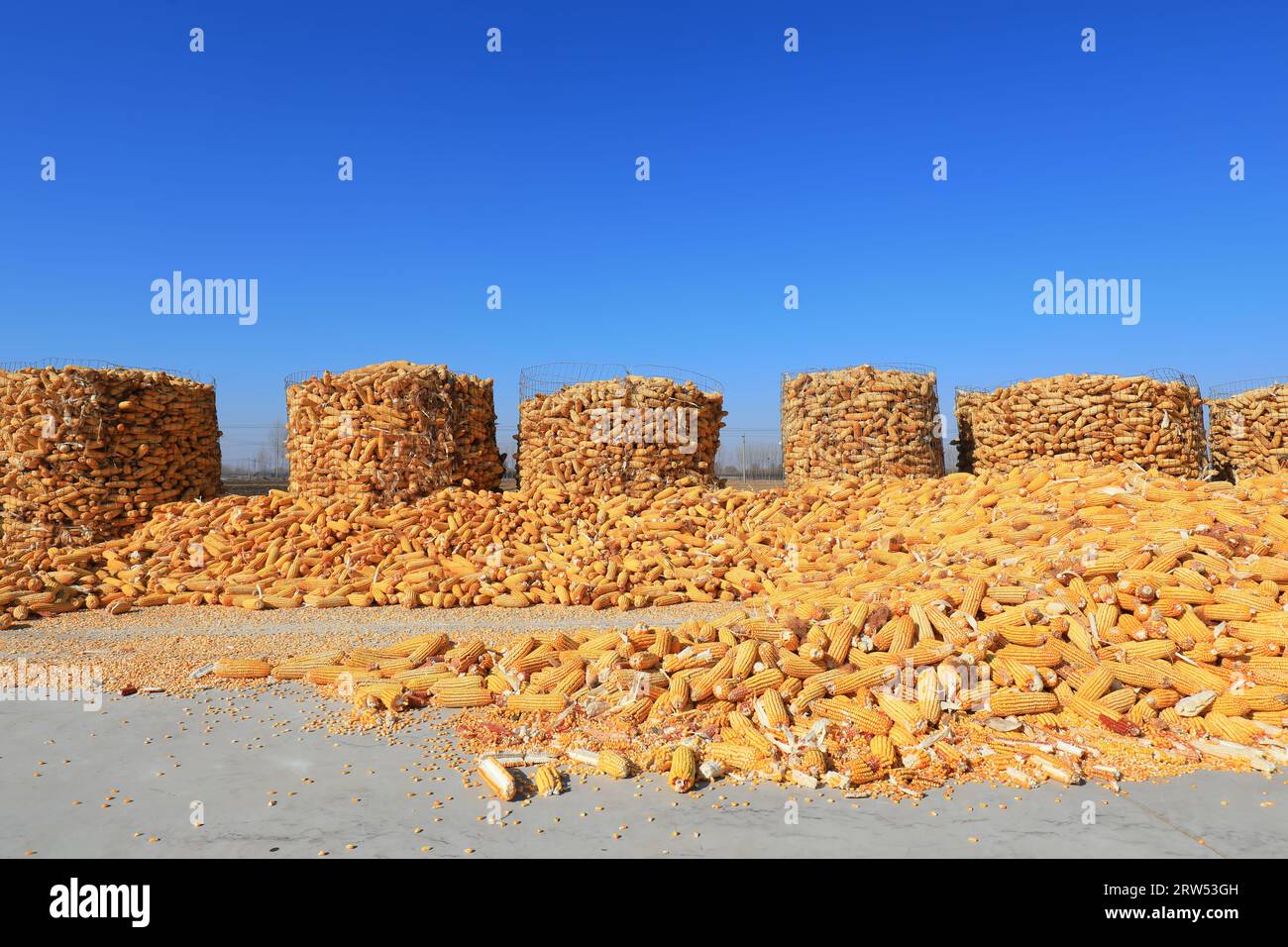 Corn hoarding and drying Corn, North China Stock Photo - Alamy