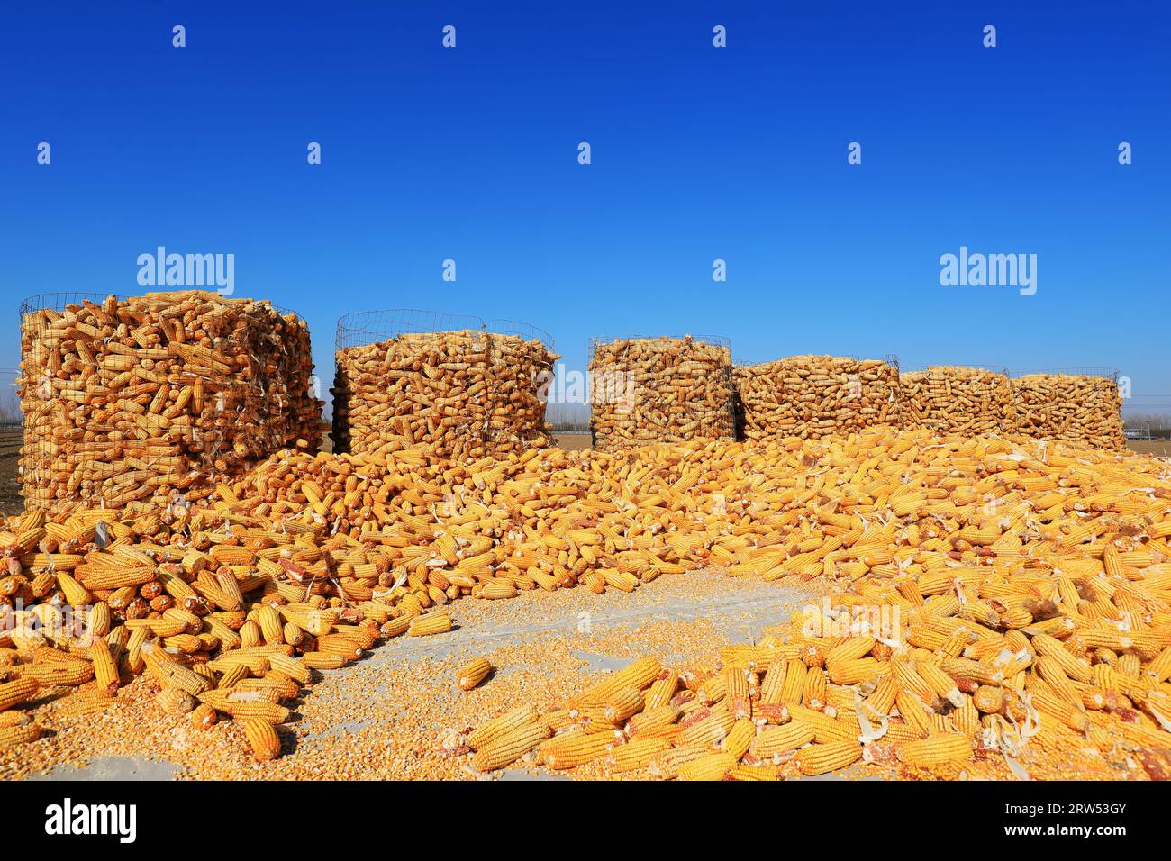Corn hoarding and drying Corn, North China Stock Photo - Alamy
