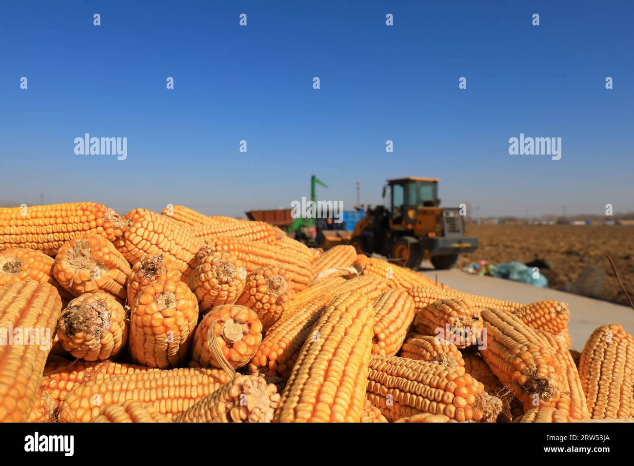 Agricultural machinery is loading corn on the farm Stock Photo - Alamy