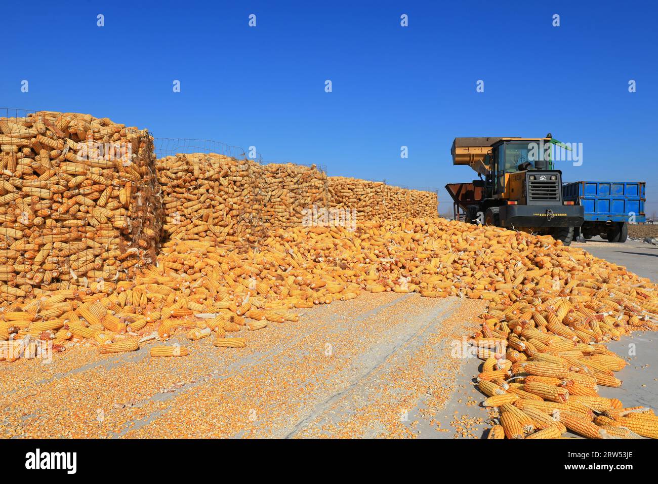 Agricultural machinery is loading corn on the farm Stock Photo - Alamy