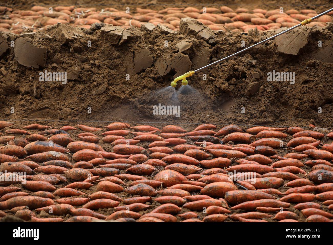 Seedbed seedbeds hi-res stock photography and images - Alamy